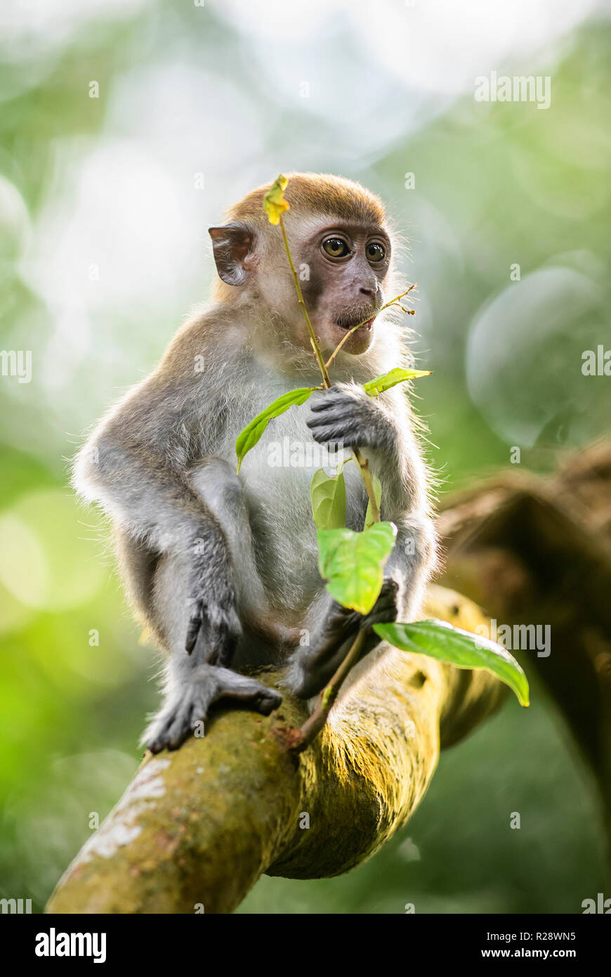 Long-tailed Macaque - Macaca fascicularis, common monkey from Southeast ...