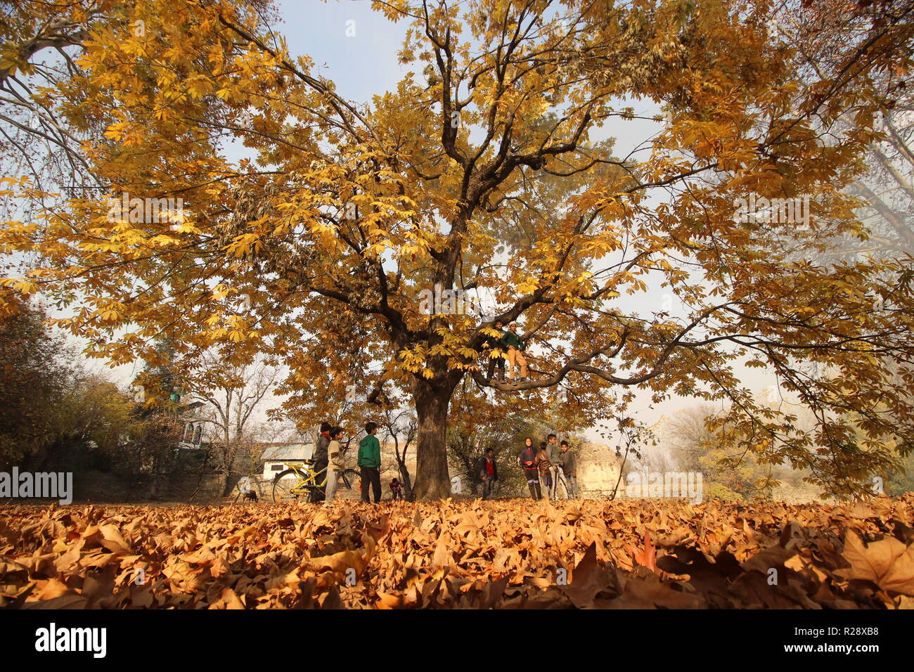 Leaves Falling Off Trees In Winter