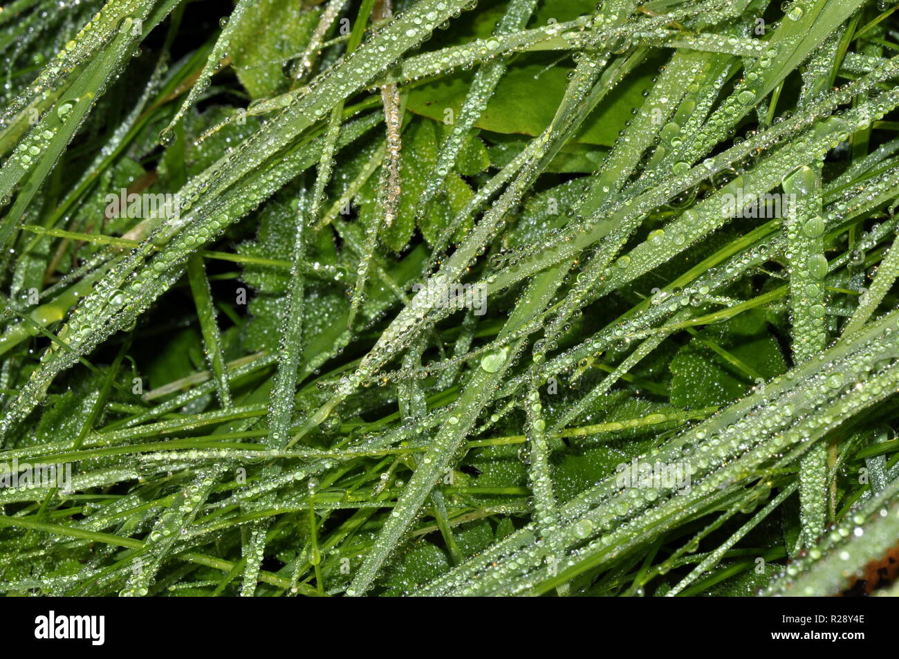 Dropletes hi-res stock photography and images - Alamy