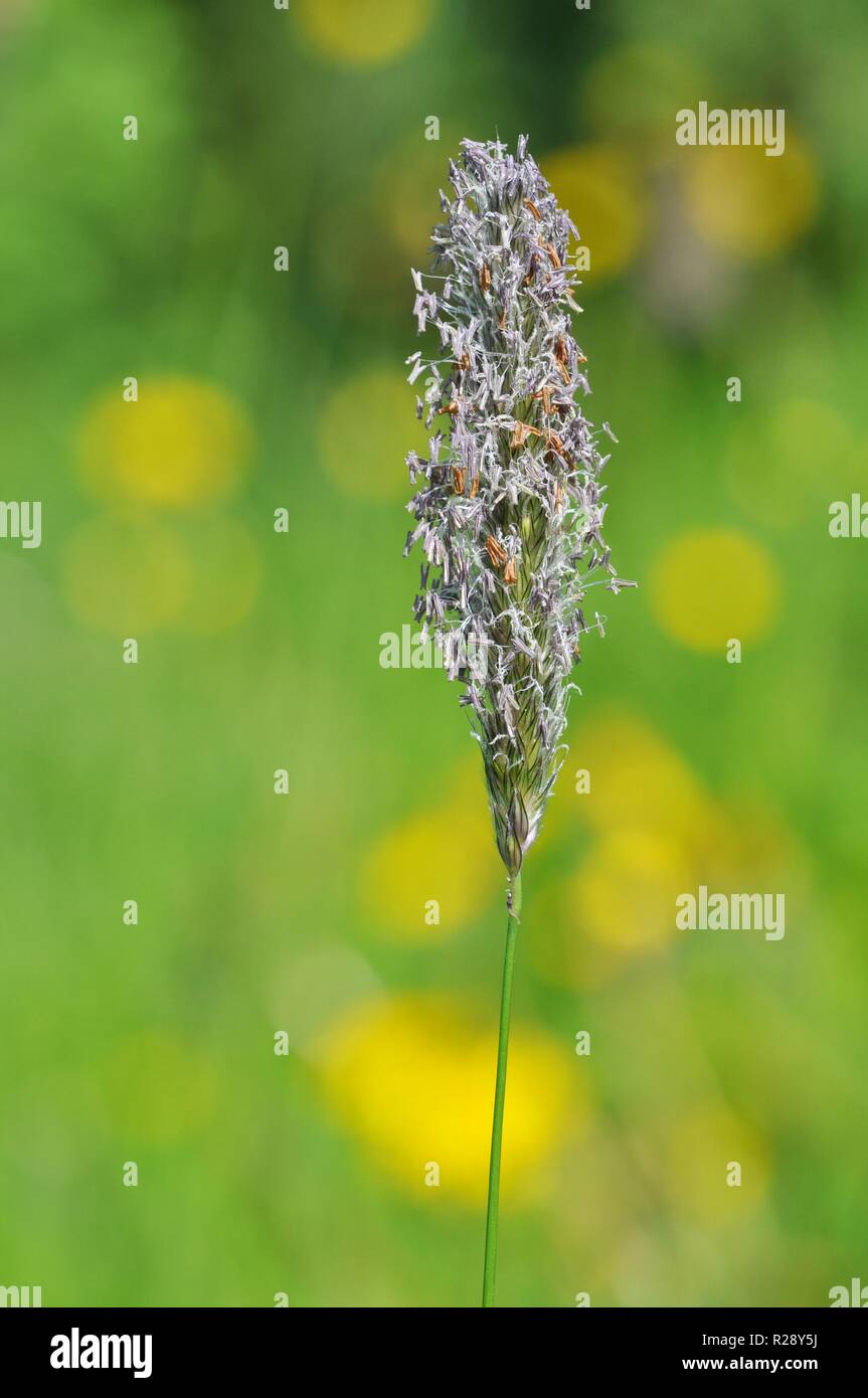 Foxtail plant hi-res stock photography and images - Alamy