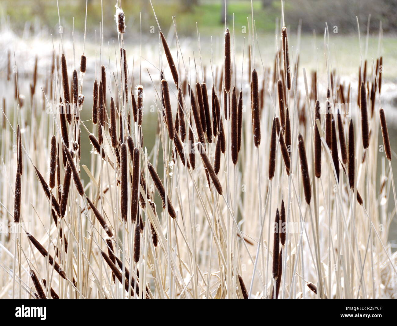 Reed water wetland cattail hi-res stock photography and images - Alamy