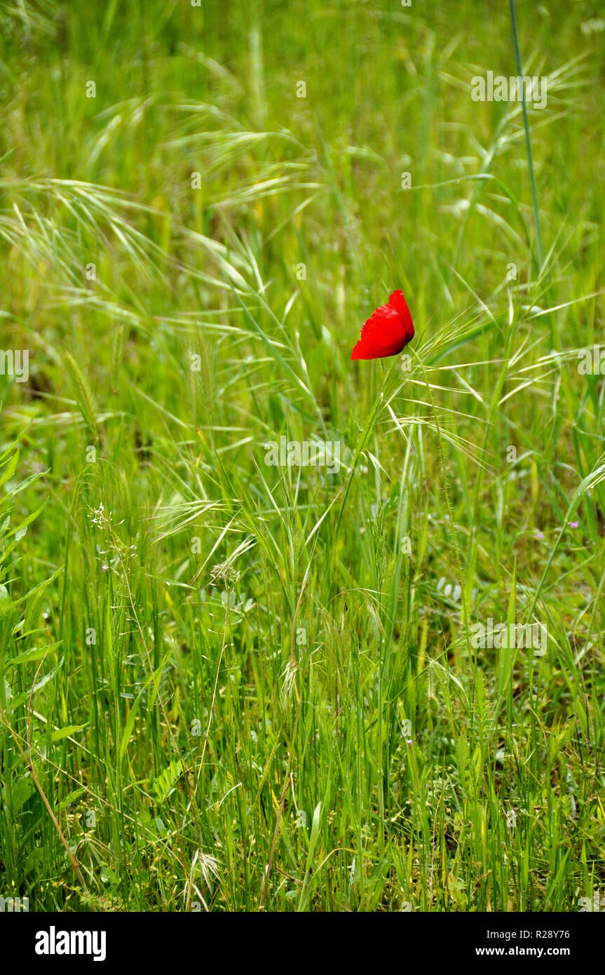 Flower grass in field hi-res stock photography and images - Alamy