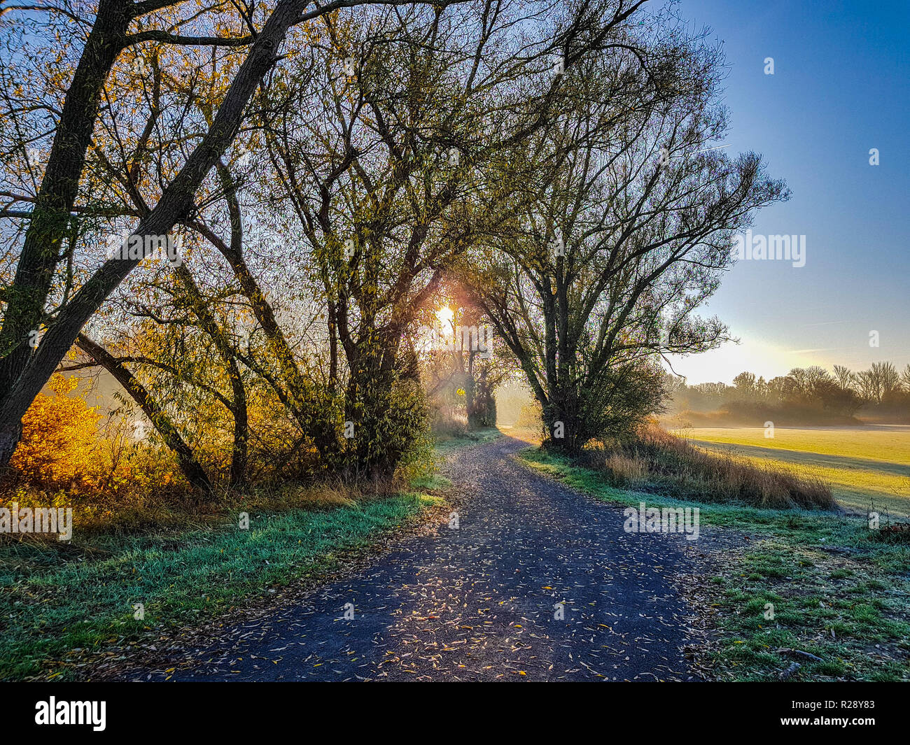a black path, green grass, black trees, a blue sky and the golden sun ...