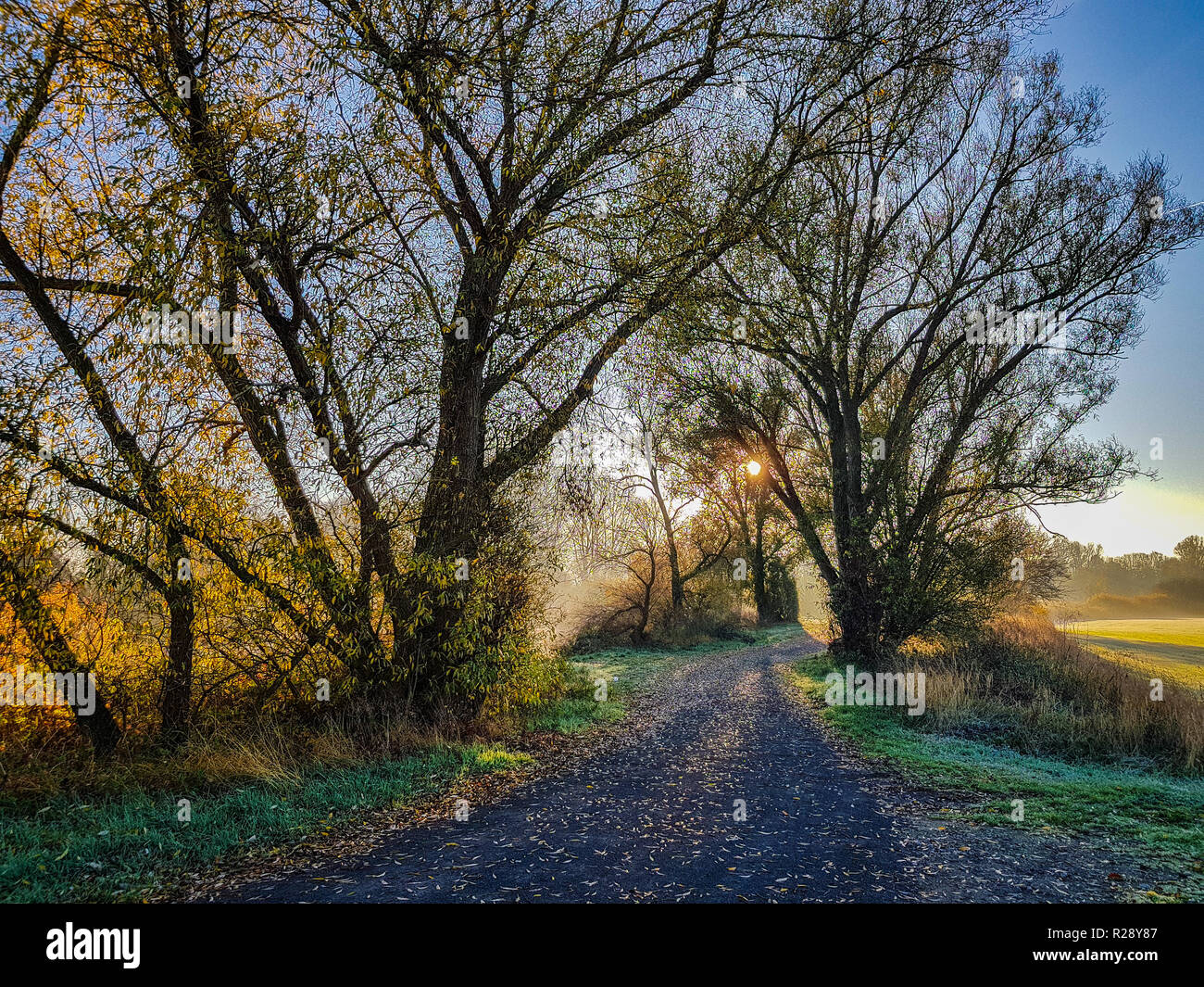 a black path, green grass, black trees, a blue sky and the golden sun ...