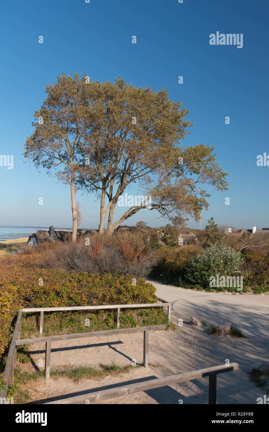 Ahrenshoop, Germany - October 12, 2018: View of a tree and the beach of ...