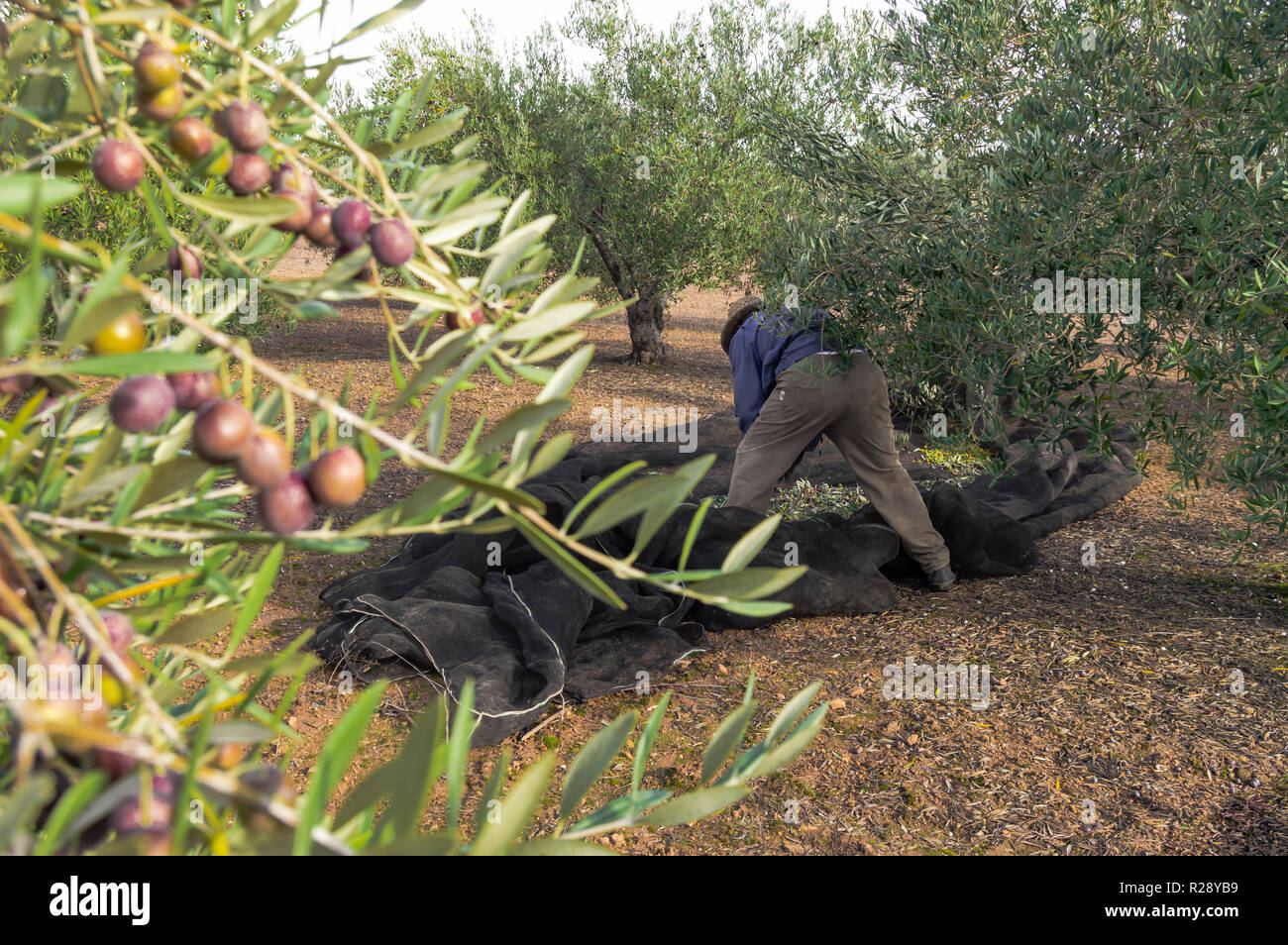 Bending farmer hi-res stock photography and images - Alamy