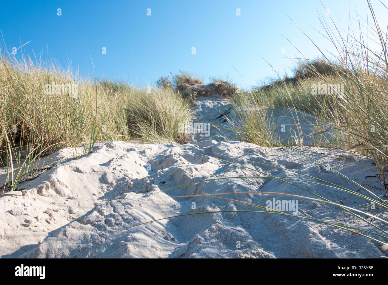 Dune landscape at the German Baltic Sea coast Stock Photo - Alamy