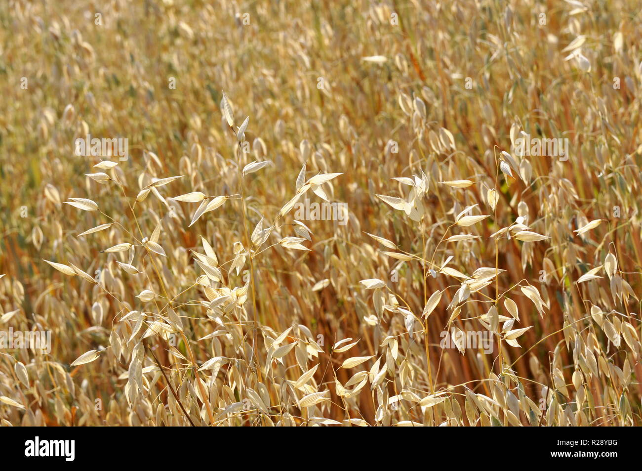 Oat field closeup Stock Photo - Alamy