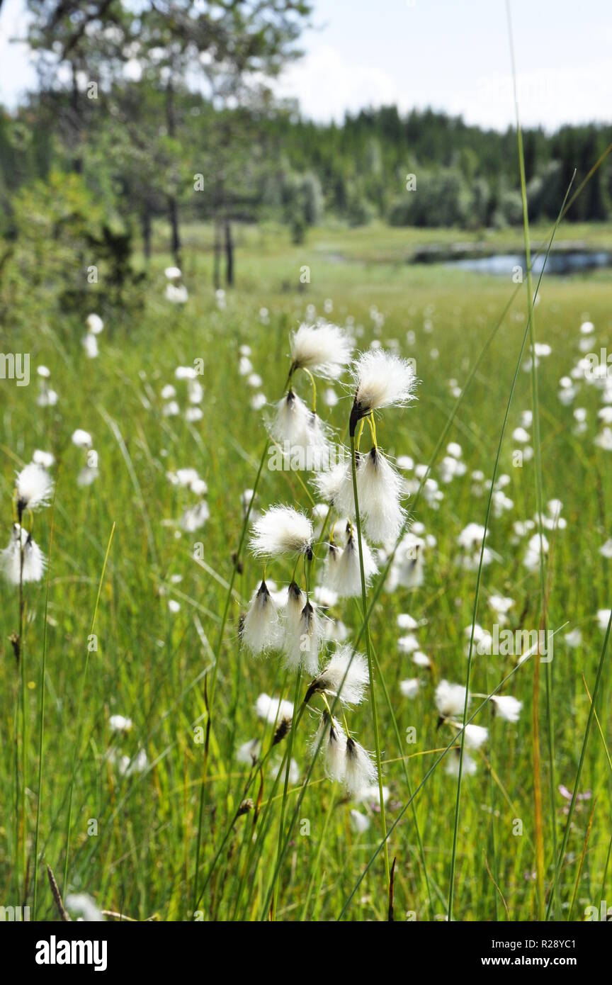 Cottongrass Eriophorum growing in a bog landscape Stock Photo - Alamy