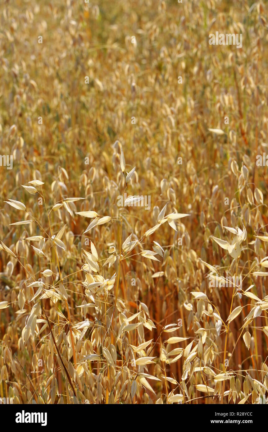Oat field closeup Stock Photo - Alamy