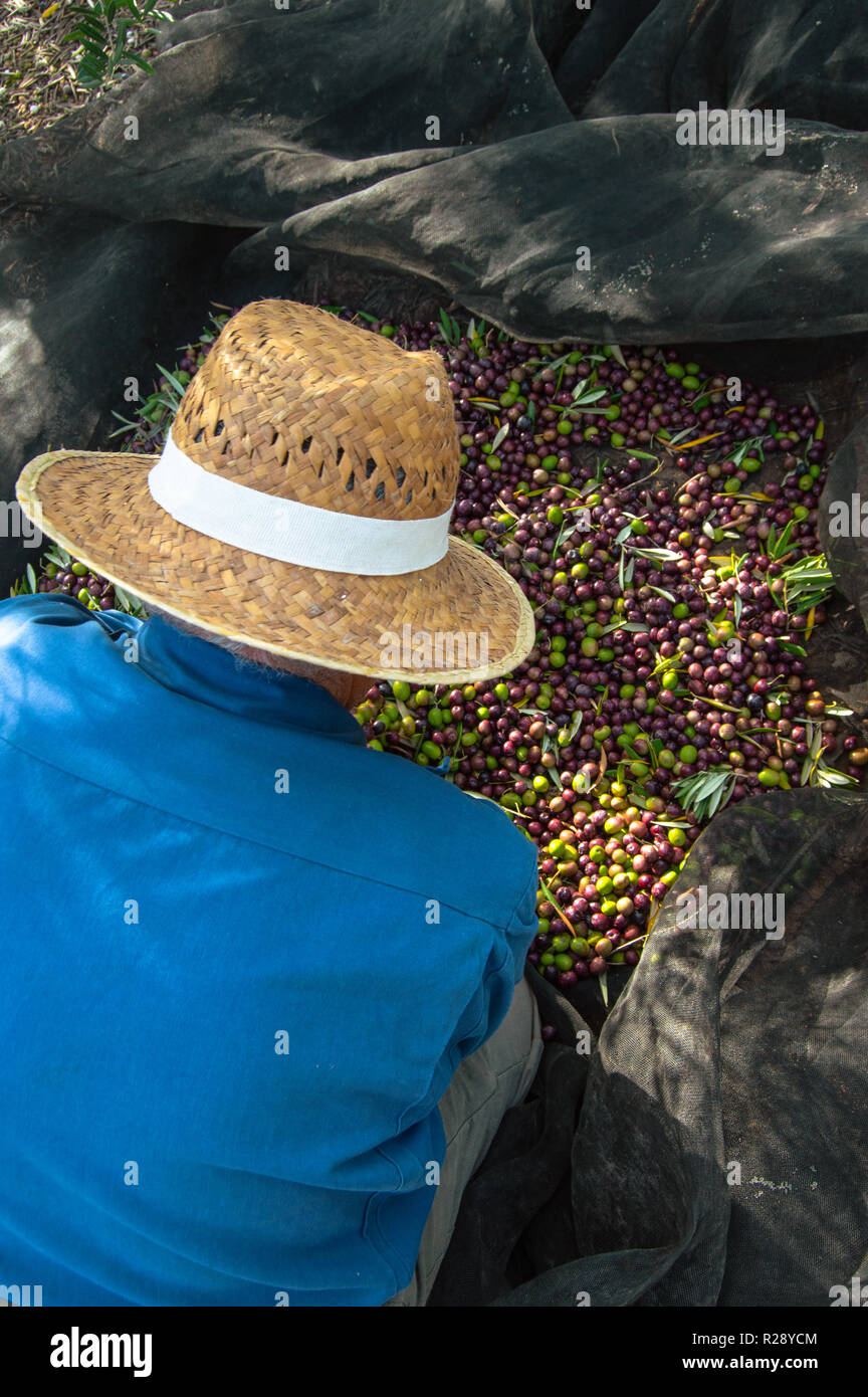 Farmer with straw hat and work clothes collecting olives in the field ...