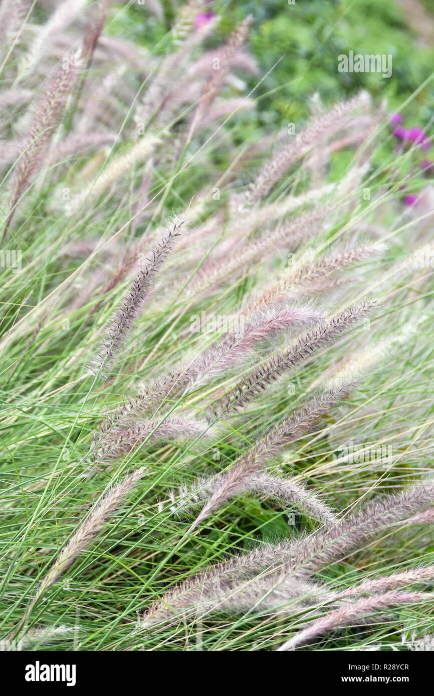 Fountain grass invasive hi-res stock photography and images - Alamy
