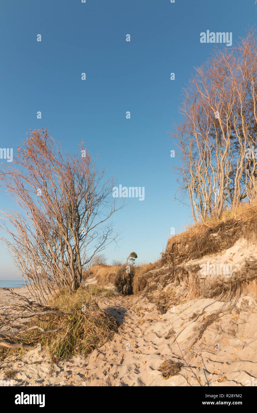 Artistic landscape at the western beach of Prerow. Coastal landscape at ...