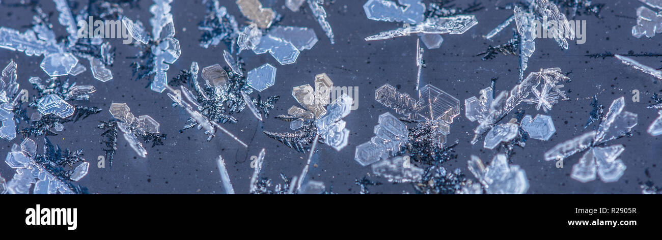 Crystal flowers of this morning Stock Photo - Alamy