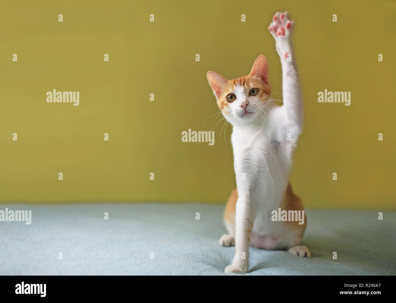 hand up cat Stock Photo - Alamy