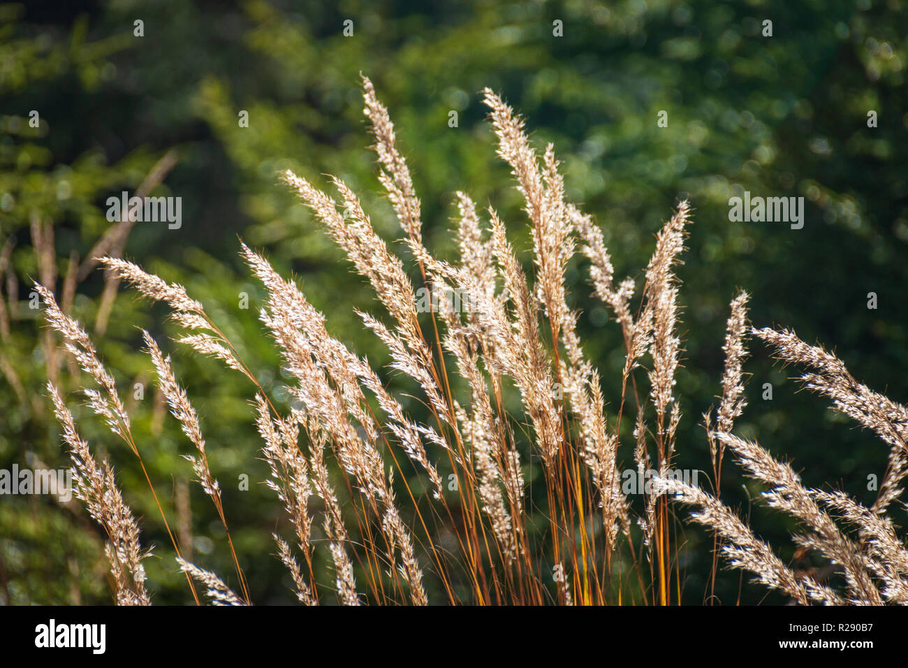 Gras shining golden in autumn sun Stock Photo - Alamy