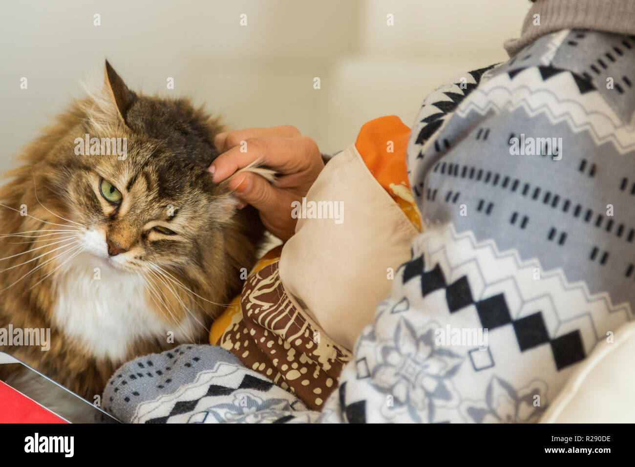 Adorable brown tabby cat in the arms of the owner Stock Photo - Alamy