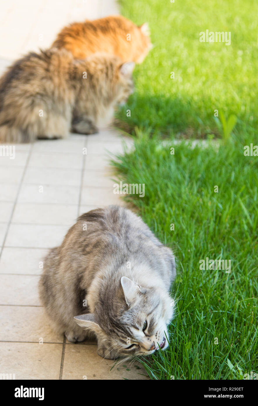 Adorable fluffy cats in a garden, siberian pets of livestock Stock ...