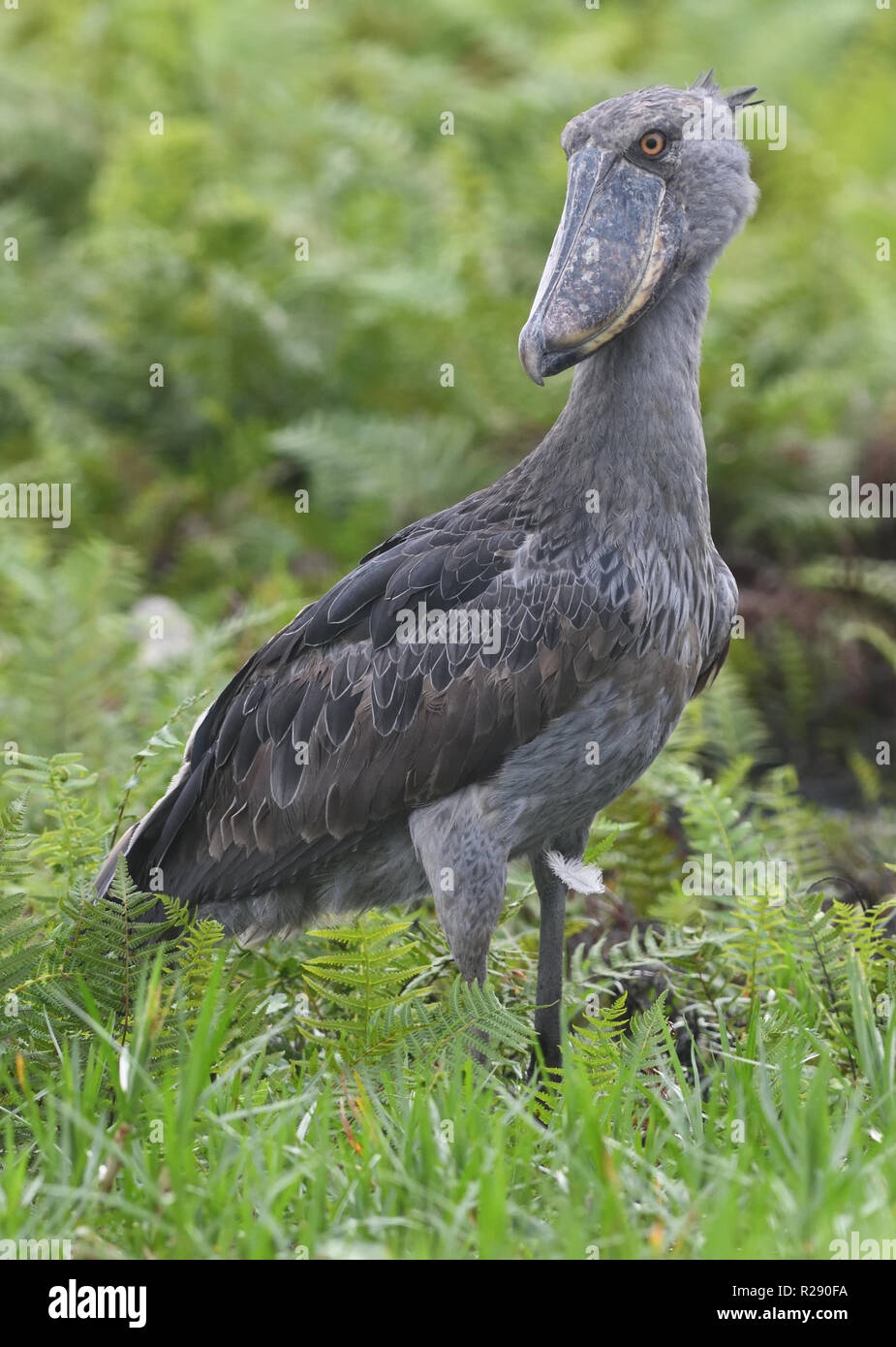 A Shoebill (Balaeniceps rex) resting among vegetation in Mabamba Swamp ...