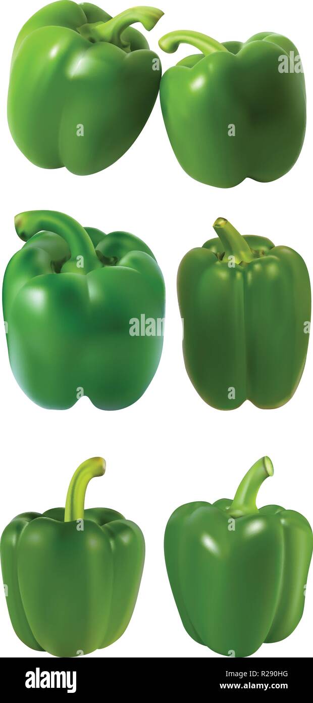 Gradient Mesh Vector Illustration of a Photo Realistic Dark Green ...