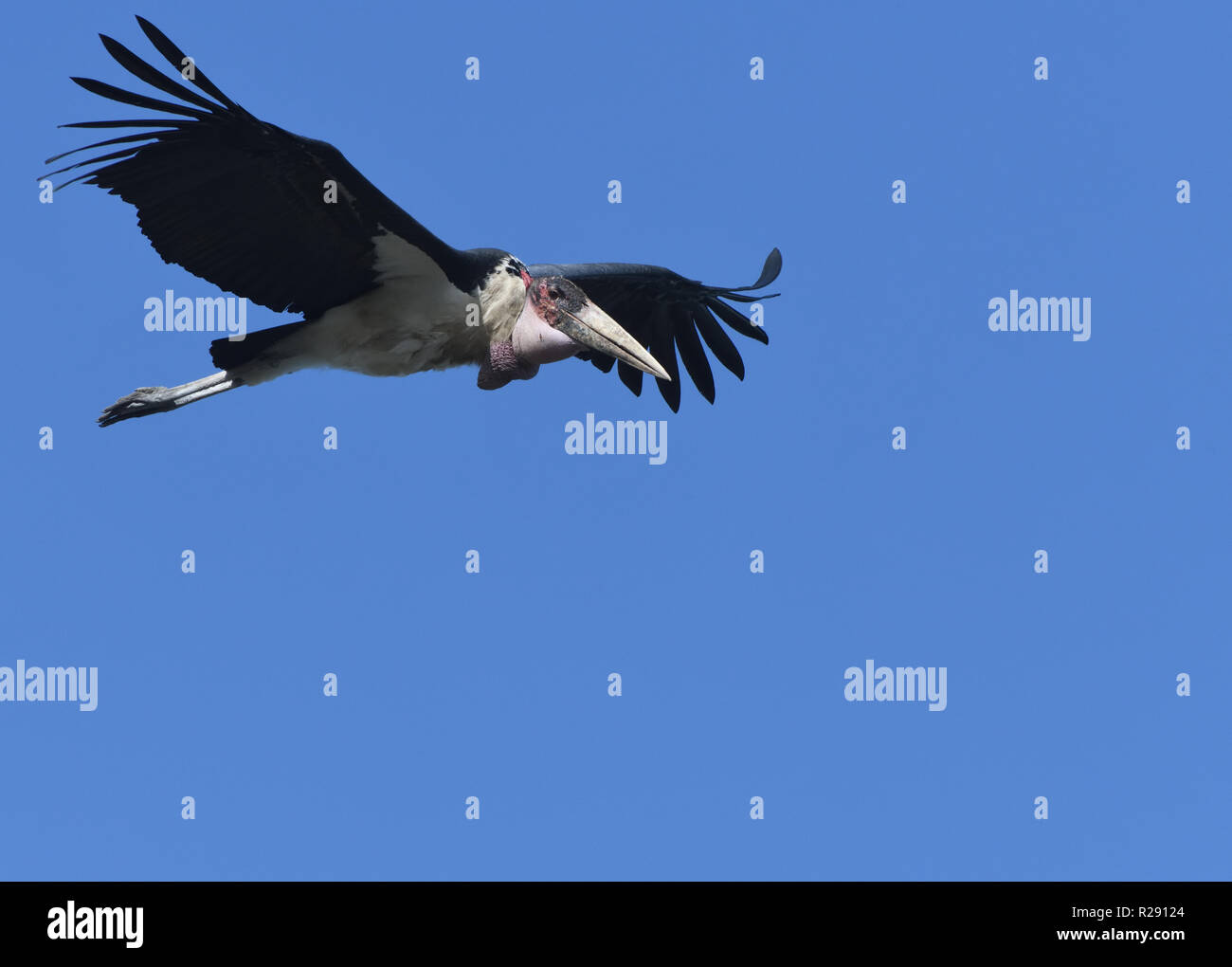 Marabou stork (Leptoptilos crumenifer) in flight above the Kazinga ...
