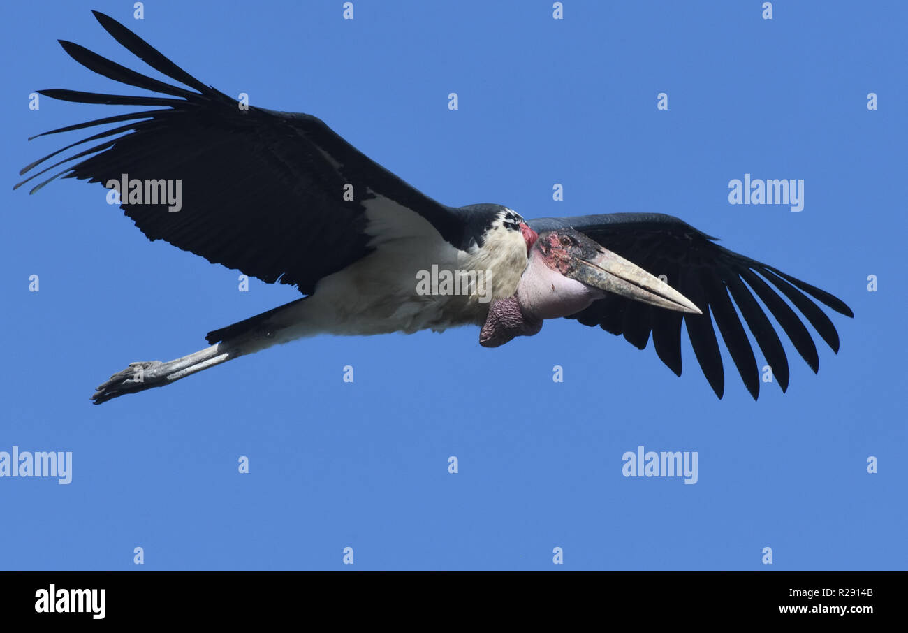 Marabou stork (Leptoptilos crumenifer) in flight above the Kazinga ...