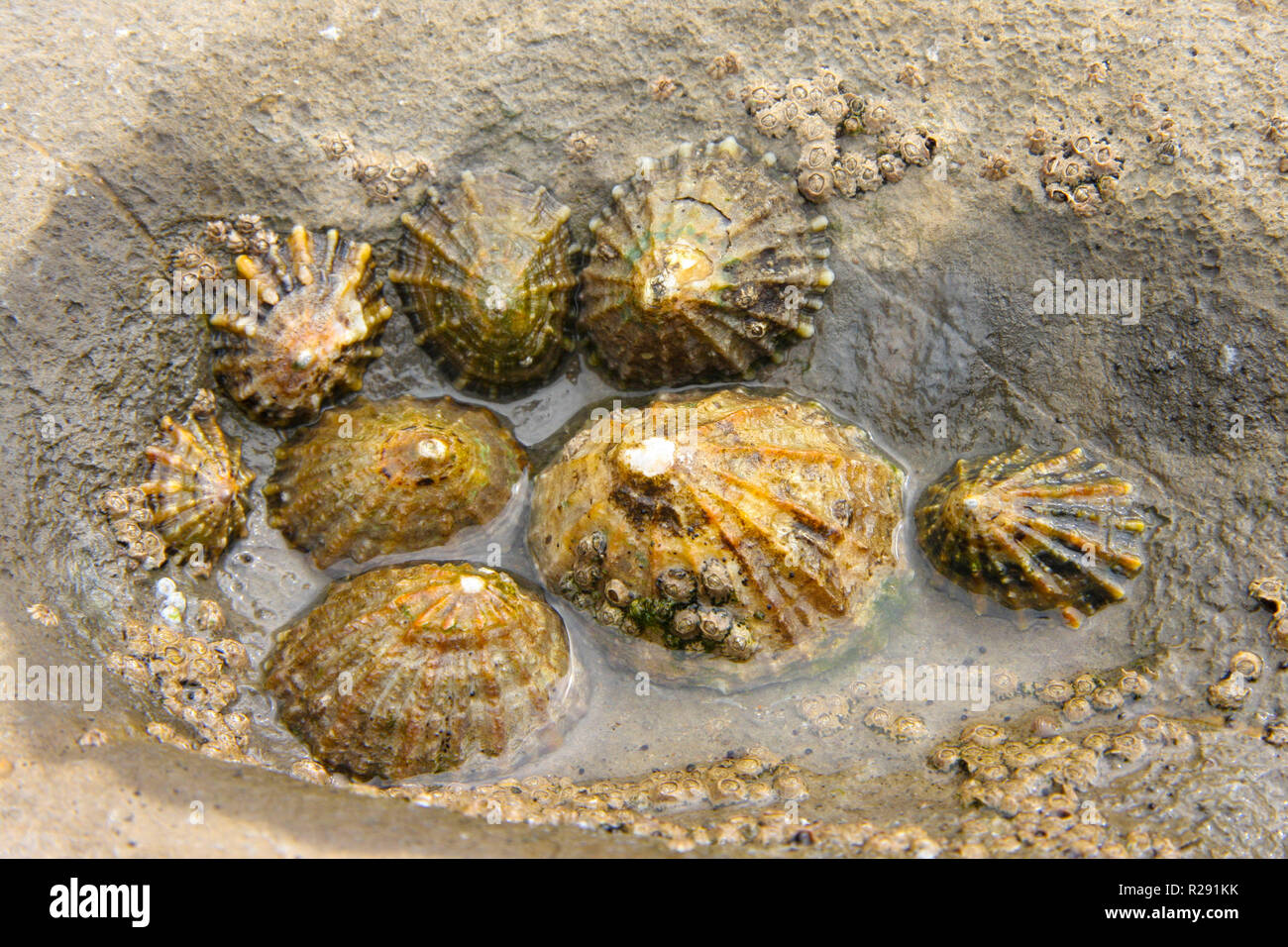 Limpet rock pool hi-res stock photography and images - Alamy