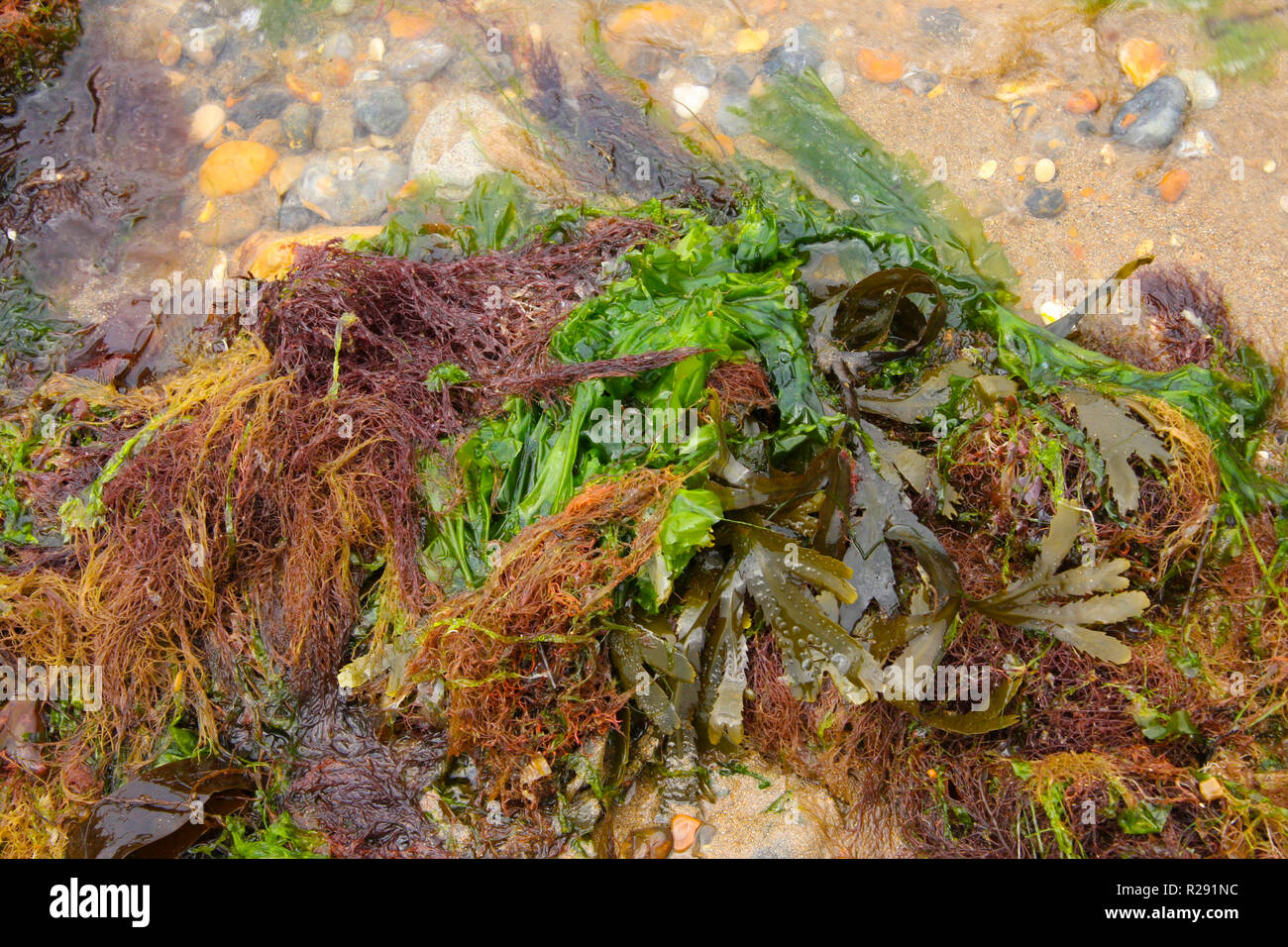 Seaweed underwater uk hi-res stock photography and images - Alamy