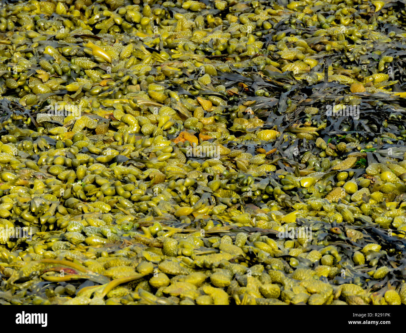 Seaweed underwater uk hi-res stock photography and images - Alamy