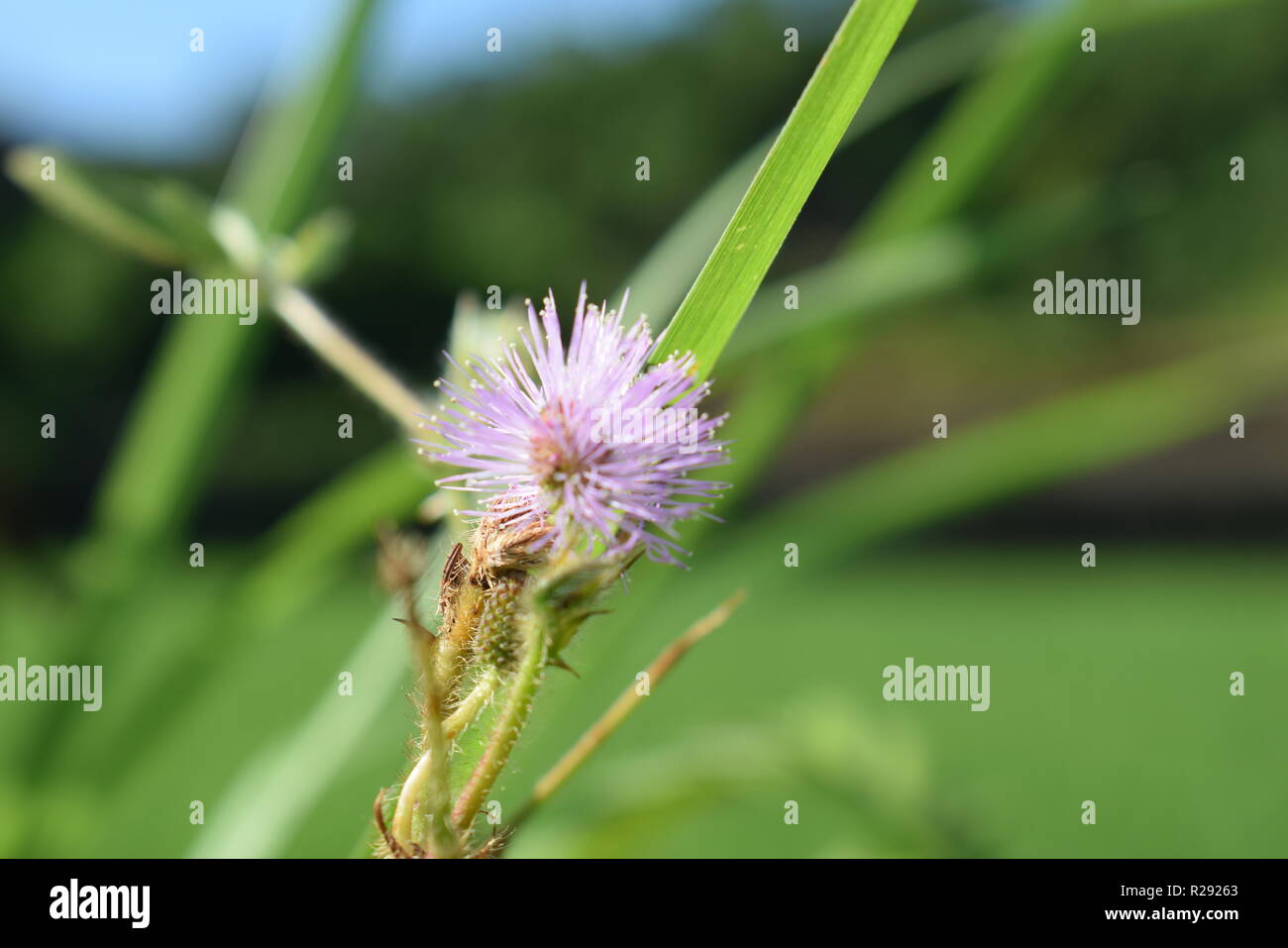 Wild flowers on the hillside Stock Photo - Alamy