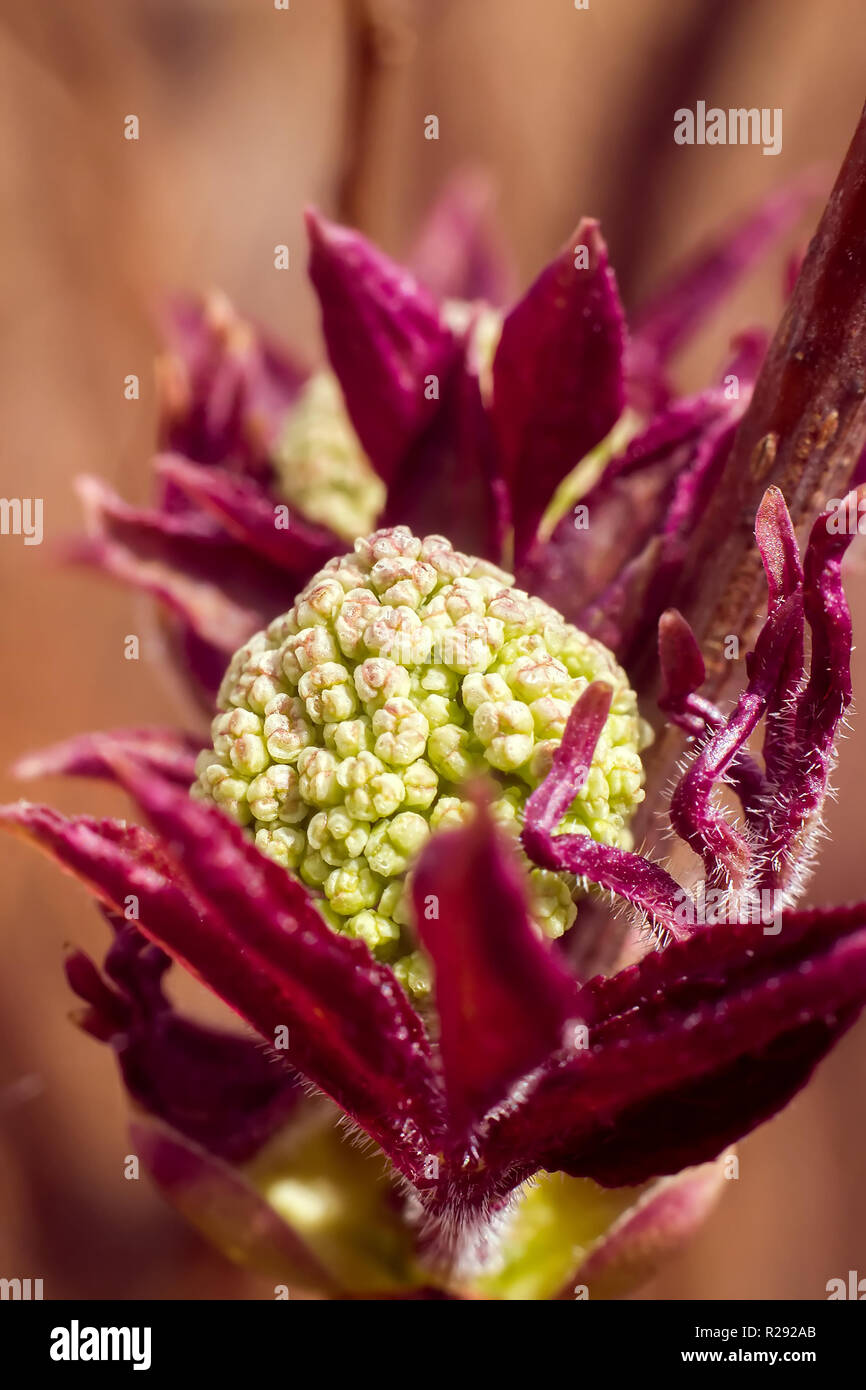Red elderberry hi-res stock photography and images - Alamy