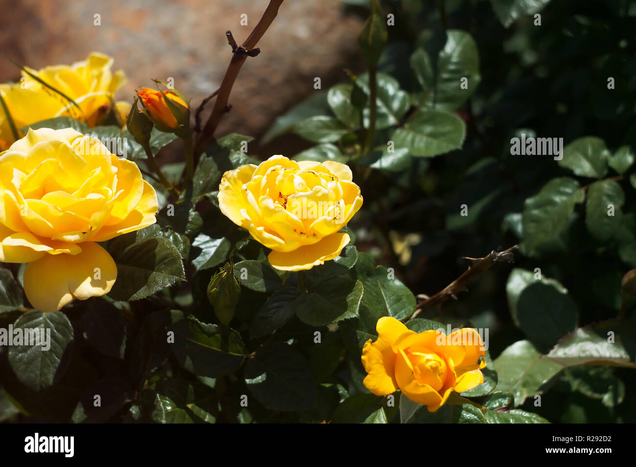 Yellow roses in the garden Stock Photo - Alamy