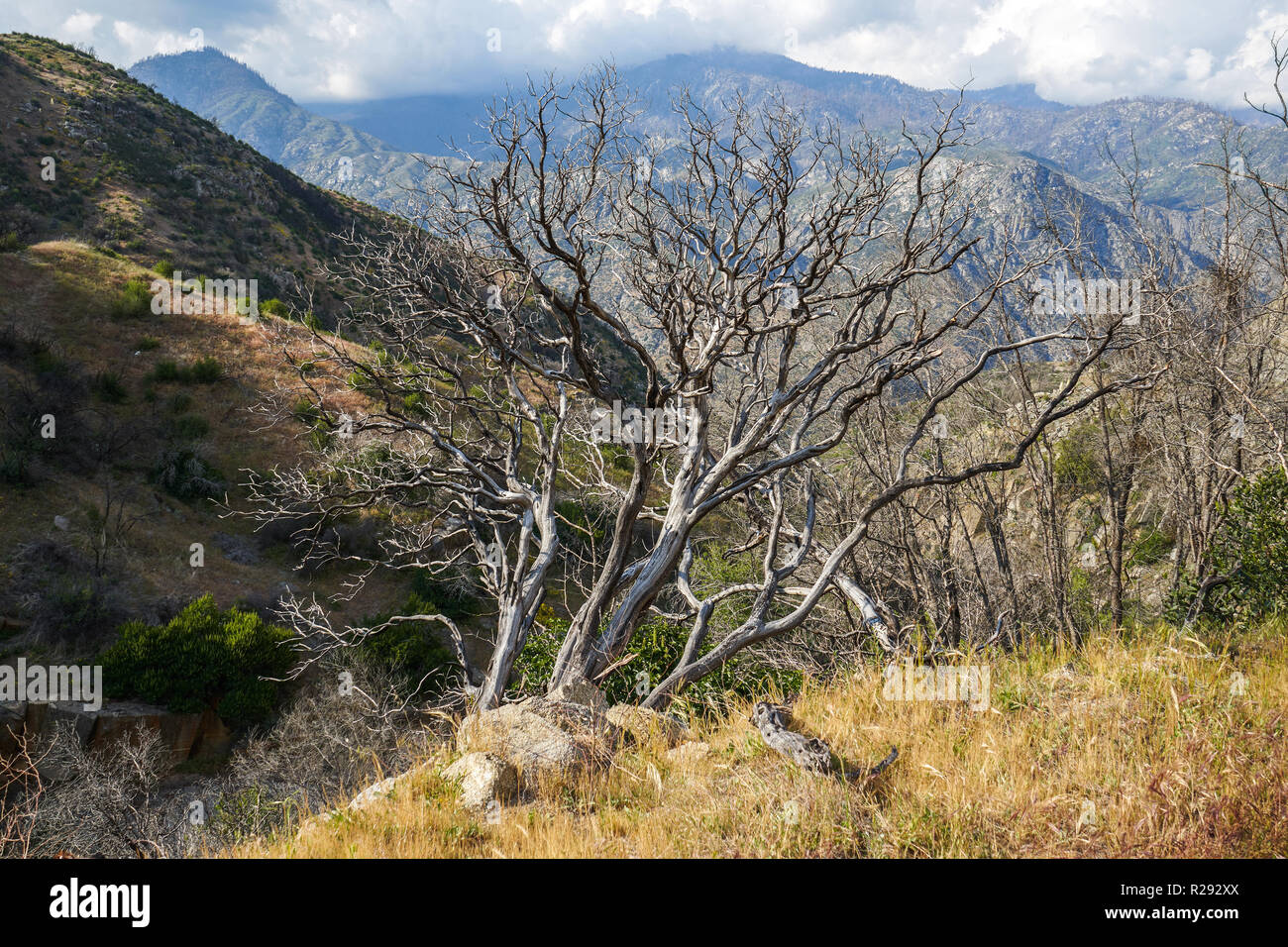 (sequoiadendron giganteum) in fog hi-res stock photography and images ...