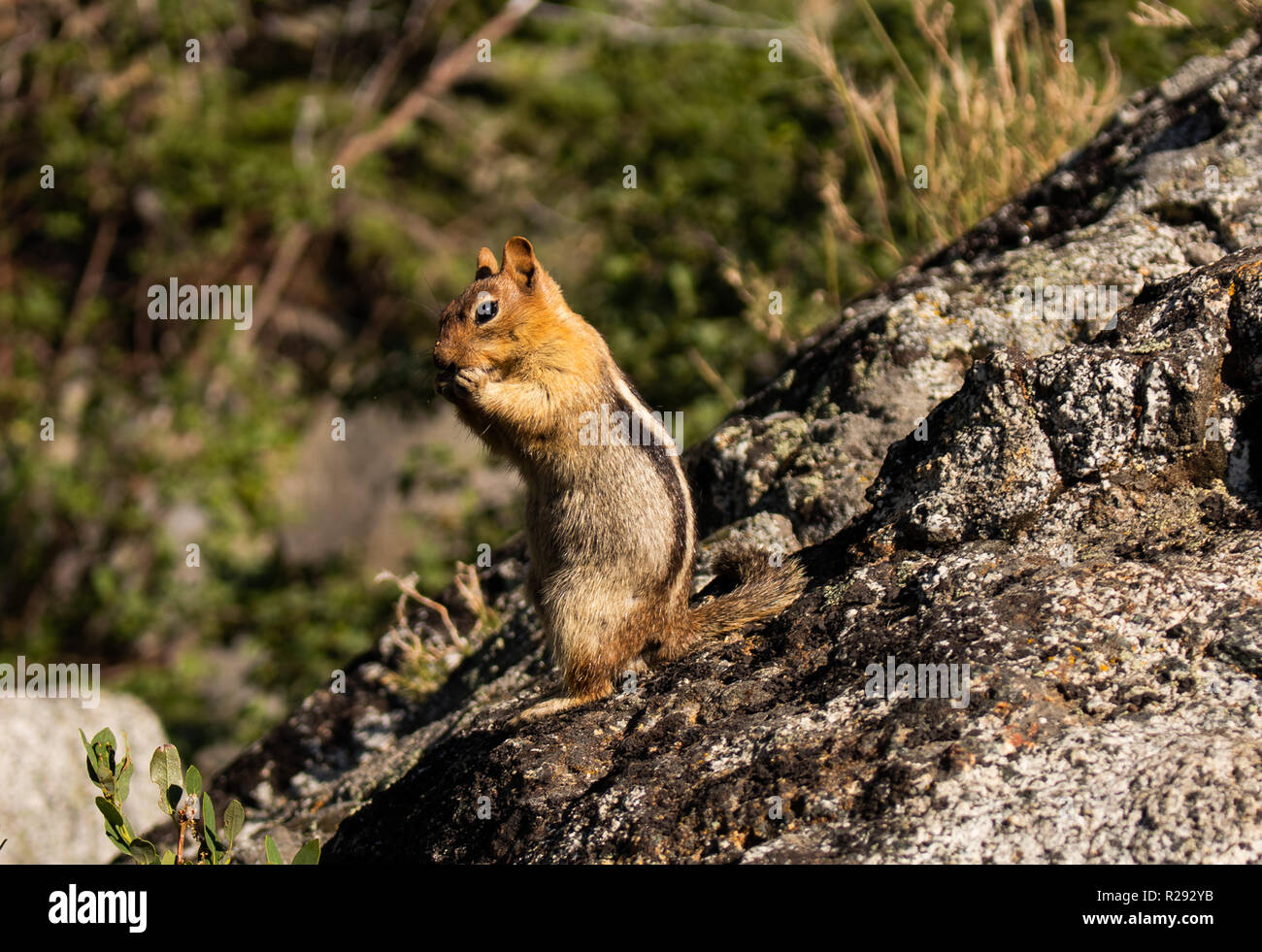 This is a side view of a chipmunk on a rock, with its hands by its ...