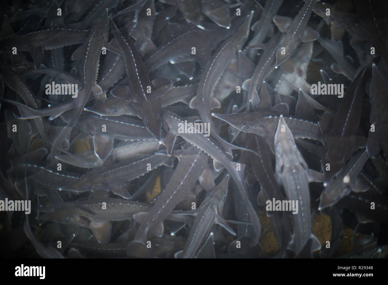 Sturgeon swimming hi-res stock photography and images - Alamy