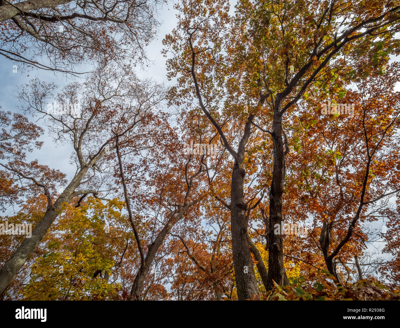 Leafs changing colors hi-res stock photography and images - Alamy