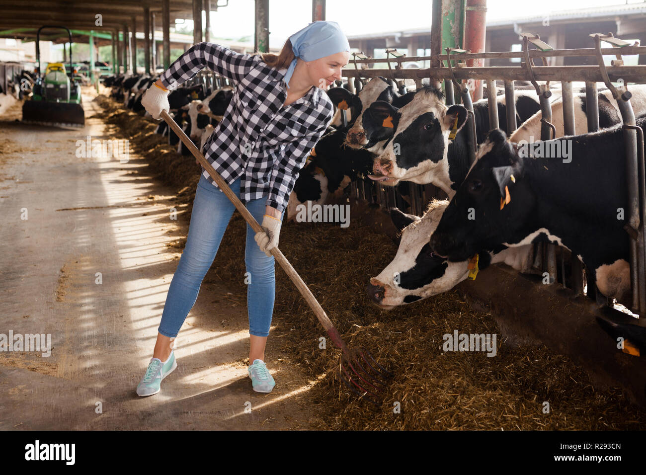 Young woman working with hay for cows on dairy farm Stock Photo - Alamy
