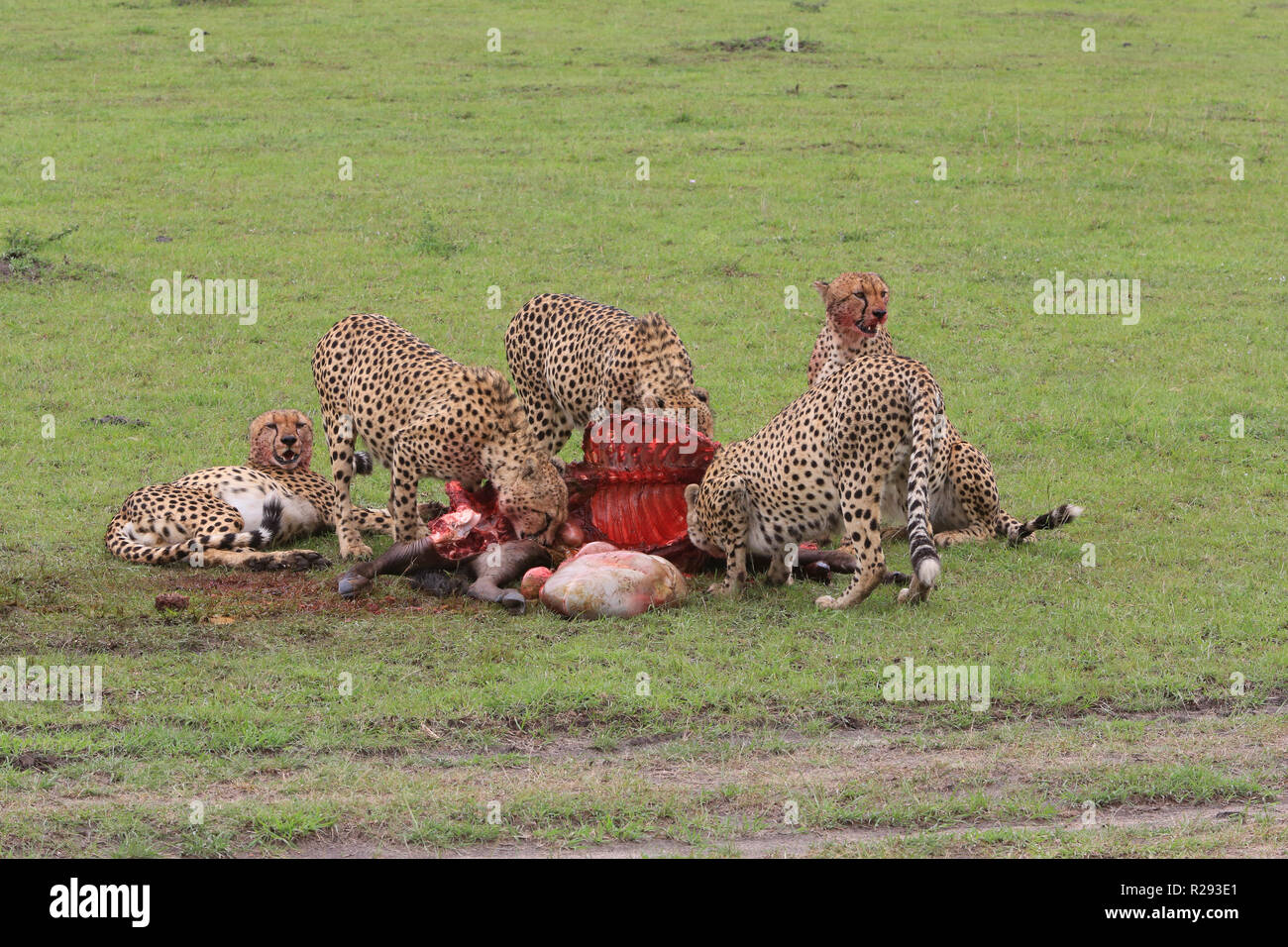 Five cheetahs are feeding off a wildebeest they killed in the ...