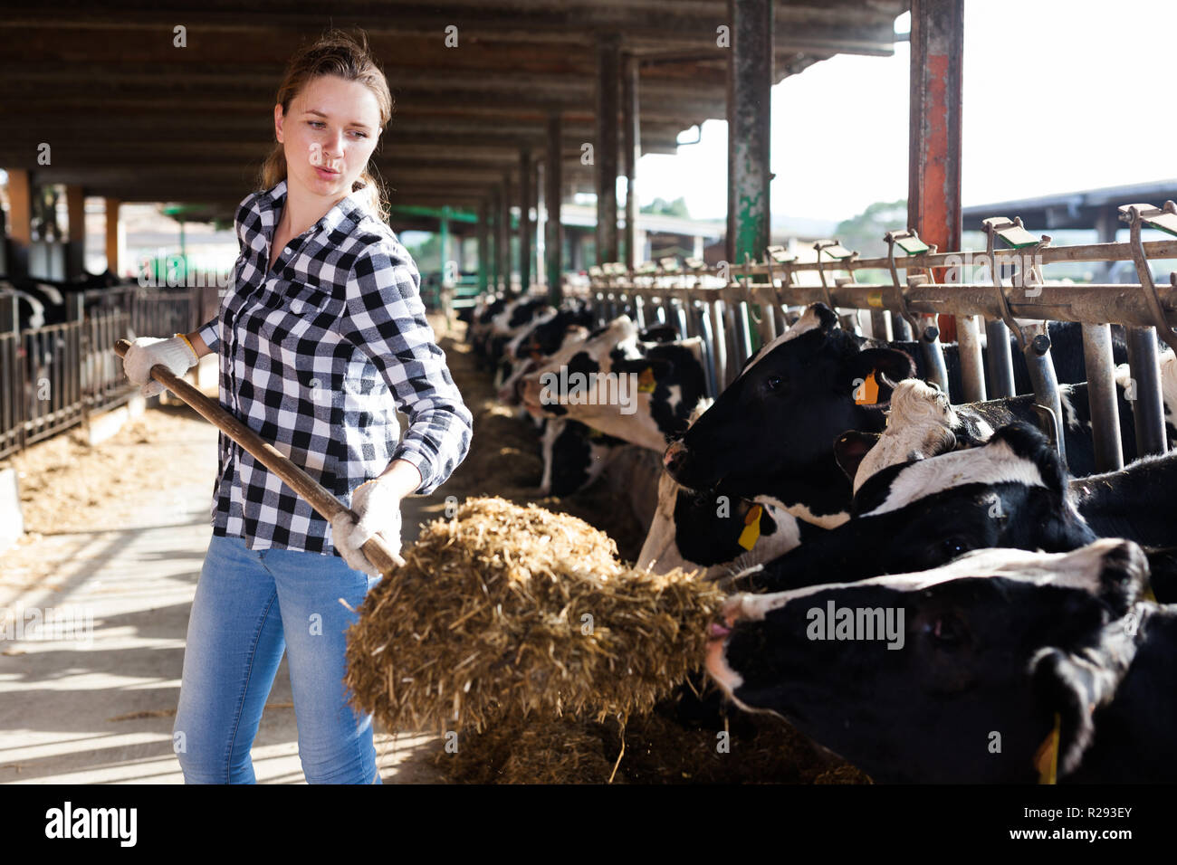 Portrait of active female employee working in cowshed on farm Stock ...