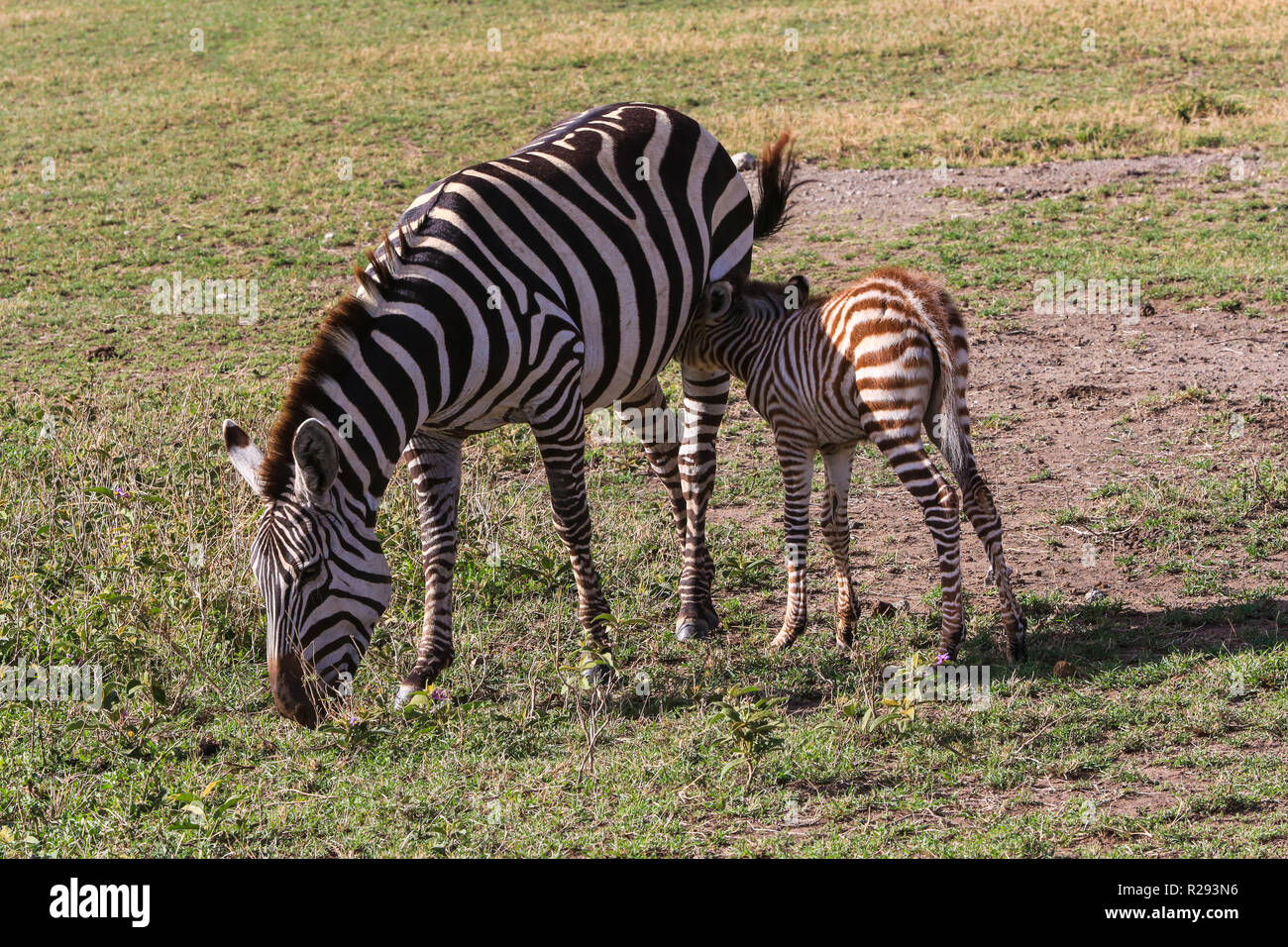 A zebra mother and her nursing baby at Ngorongoro Conservation Area ...