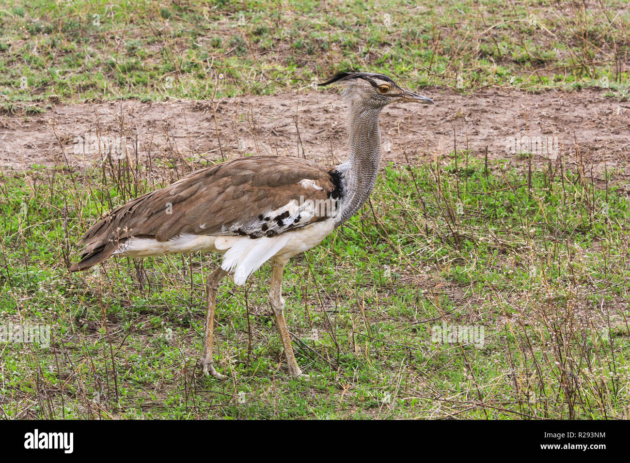 Kori Bustard bird at Ngorongoro Conservation Area, Arusha Region ...