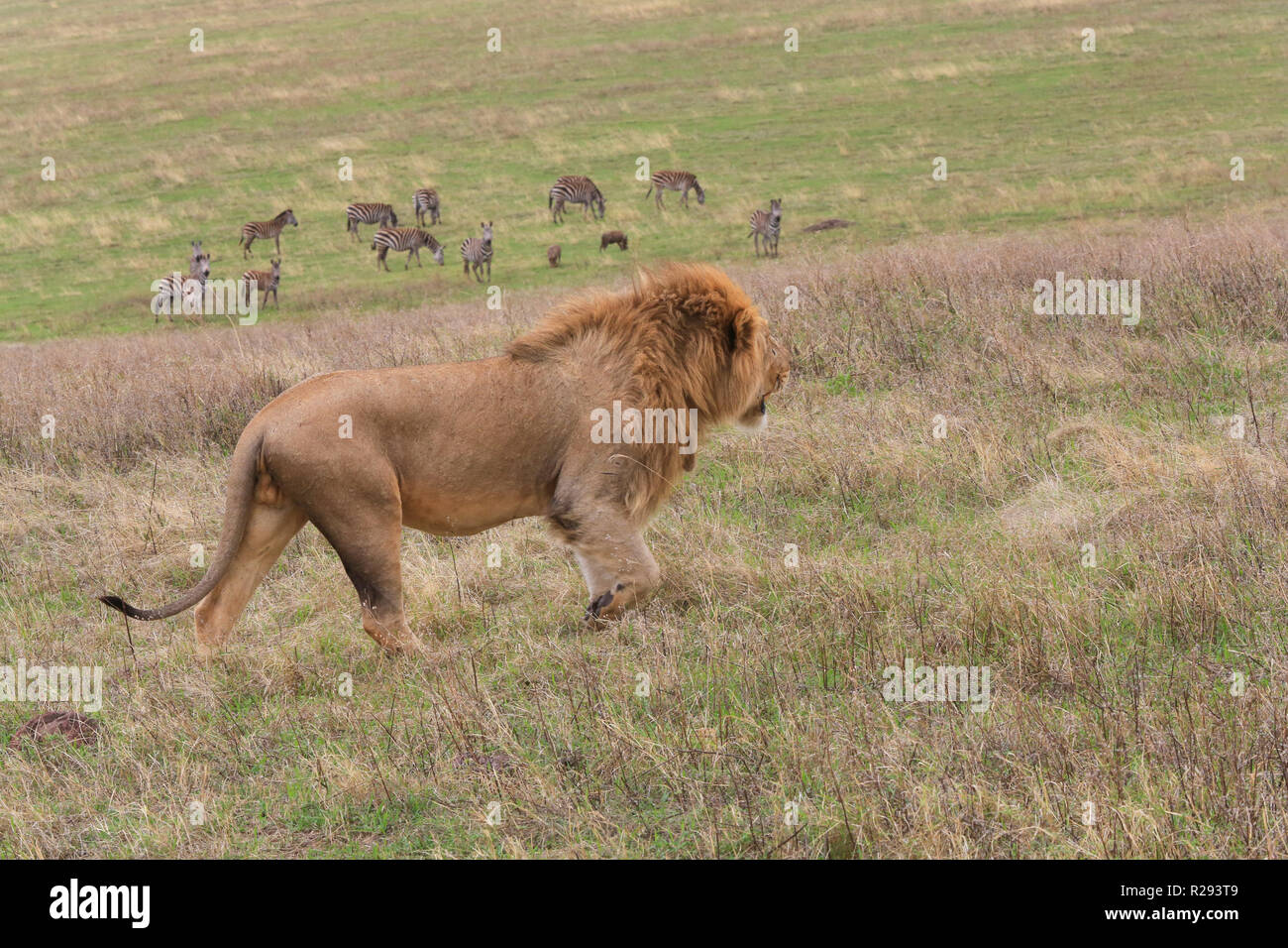 A lion is prowling through the grasslands at Ngorongoro Conservation ...