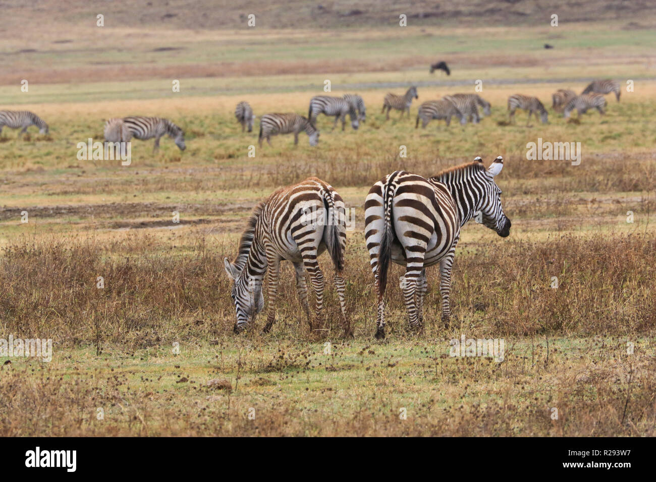 A herd of zebras at Ngorongoro Conservation Area, Arusha Region ...