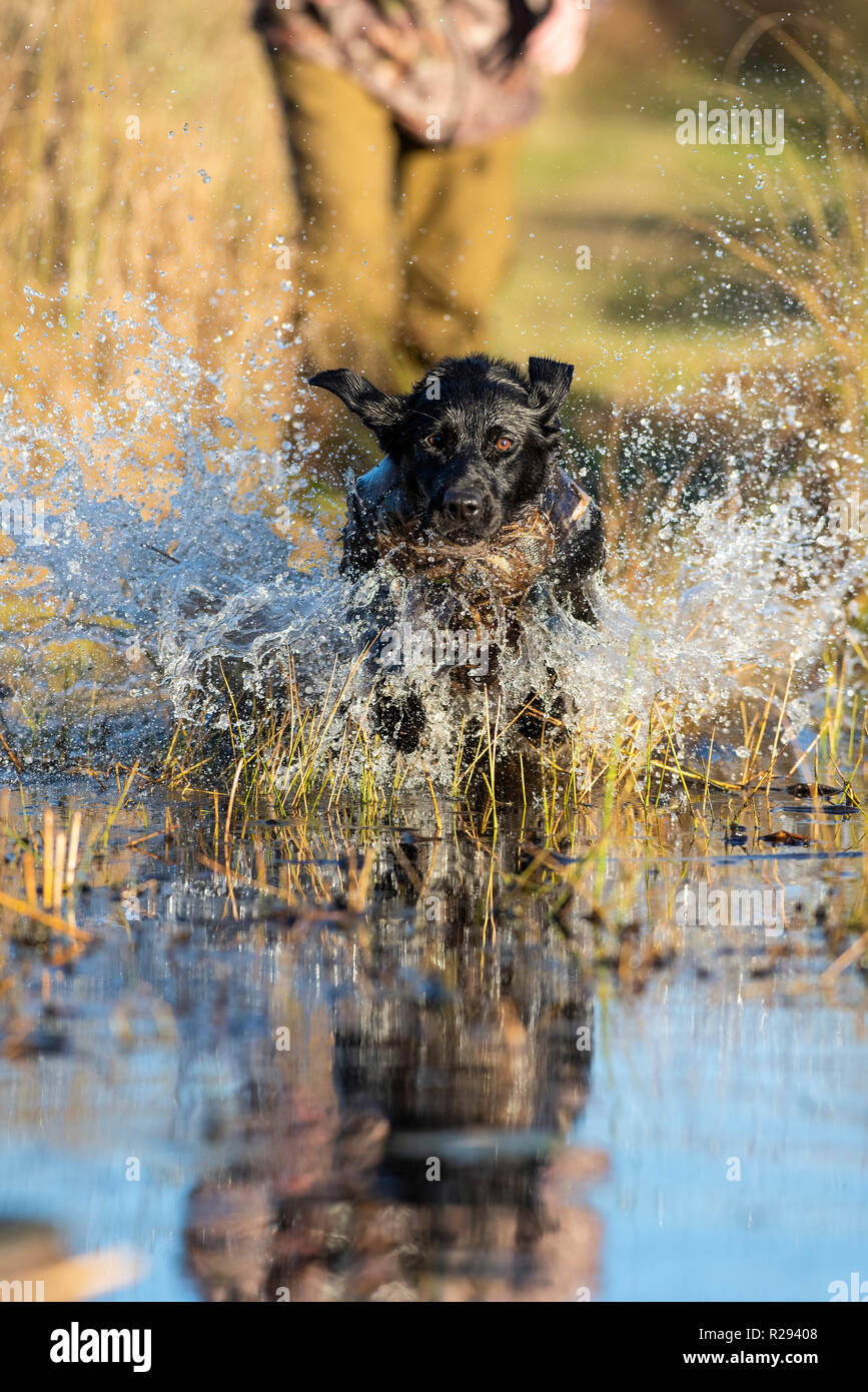 A Black lab leaping and running into the water for a retrieve Stock ...