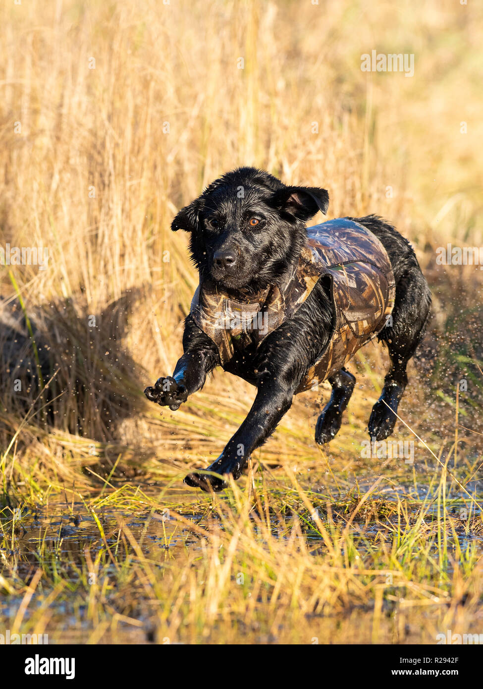 A Black lab leaping and running into the water for a retrieve Stock ...