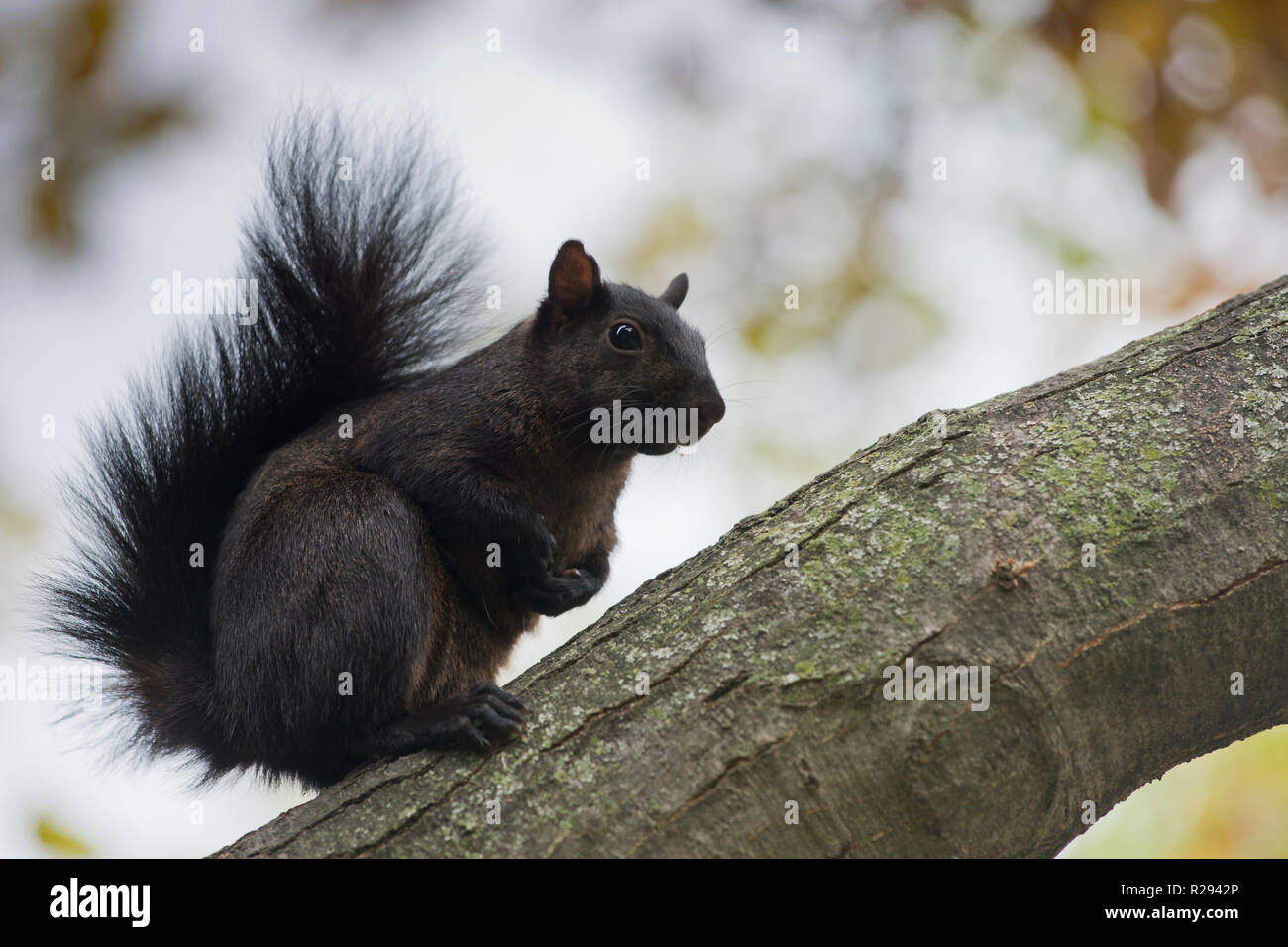 Dark color variant of Eastern gray squirrel (Sciurus carolinensis ...