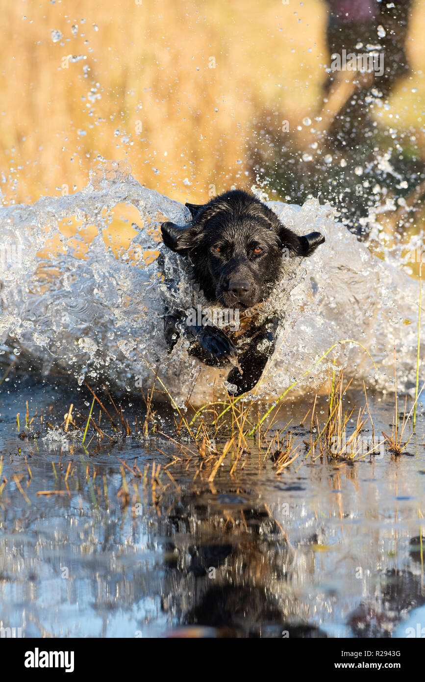 A Black lab leaping and running into the water for a retrieve Stock ...