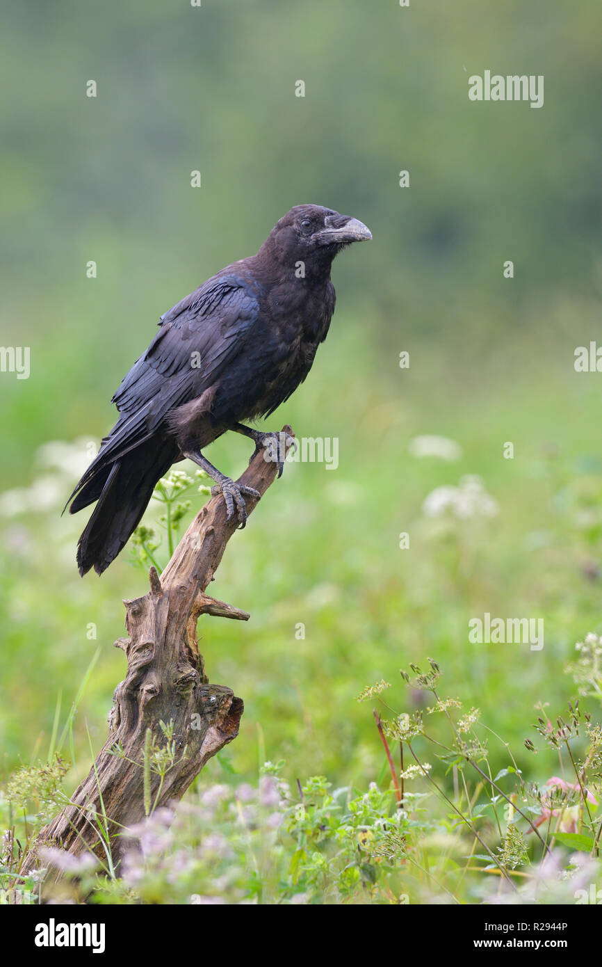 Common raven (Corvus corax) on tree stump, Tyrol, Austria Stock Photo ...