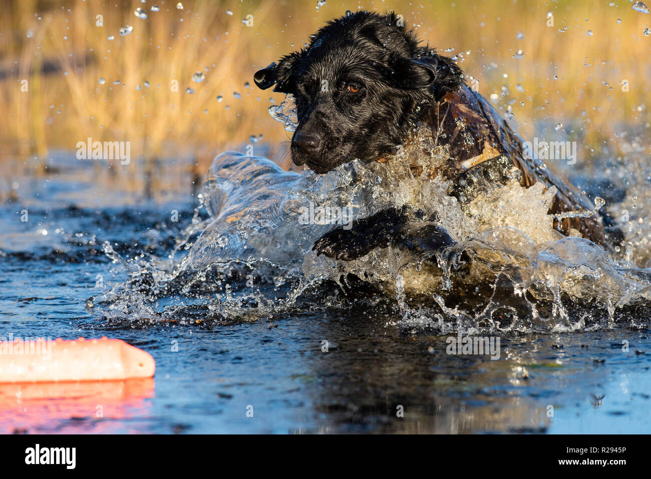 A Black lab leaping and running into the water for a retrieve Stock ...