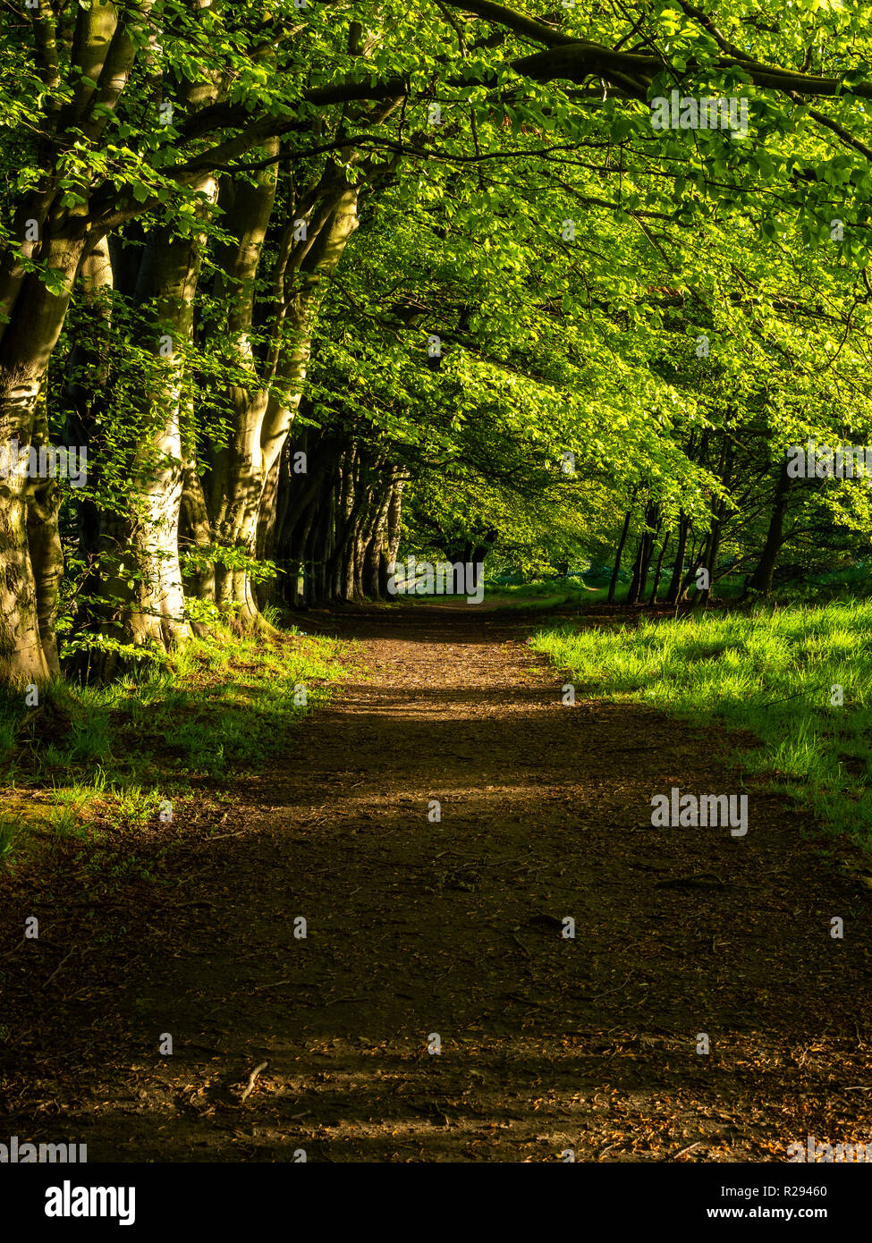 Sunday forest hi-res stock photography and images - Alamy